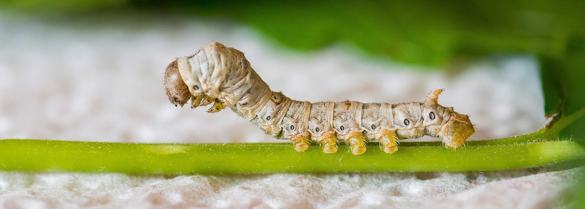 Gusanos de seda y sus razas - Gusanos de seda online